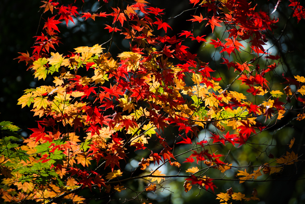 もみじの本気 / (Vivid maples / ) – 建築グラビア